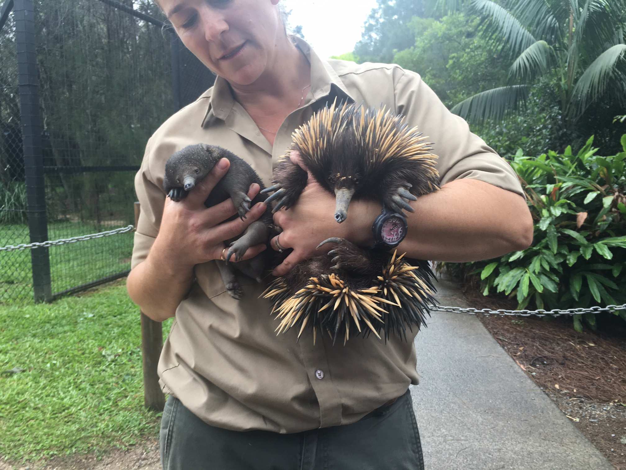Piglet the puggle: Piggie the echidna's offspring gets name after ...