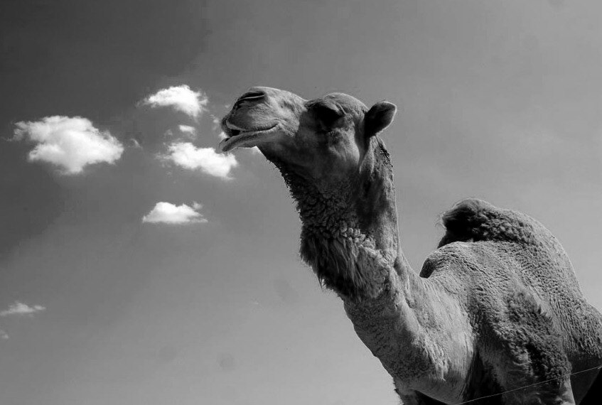 Camel wagons and bucking broncos - ABC News