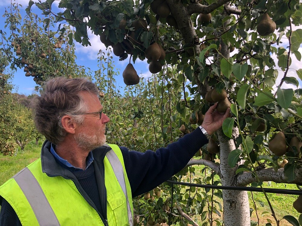 Unusually late pear harvest in southern Tasmania - ABC listen