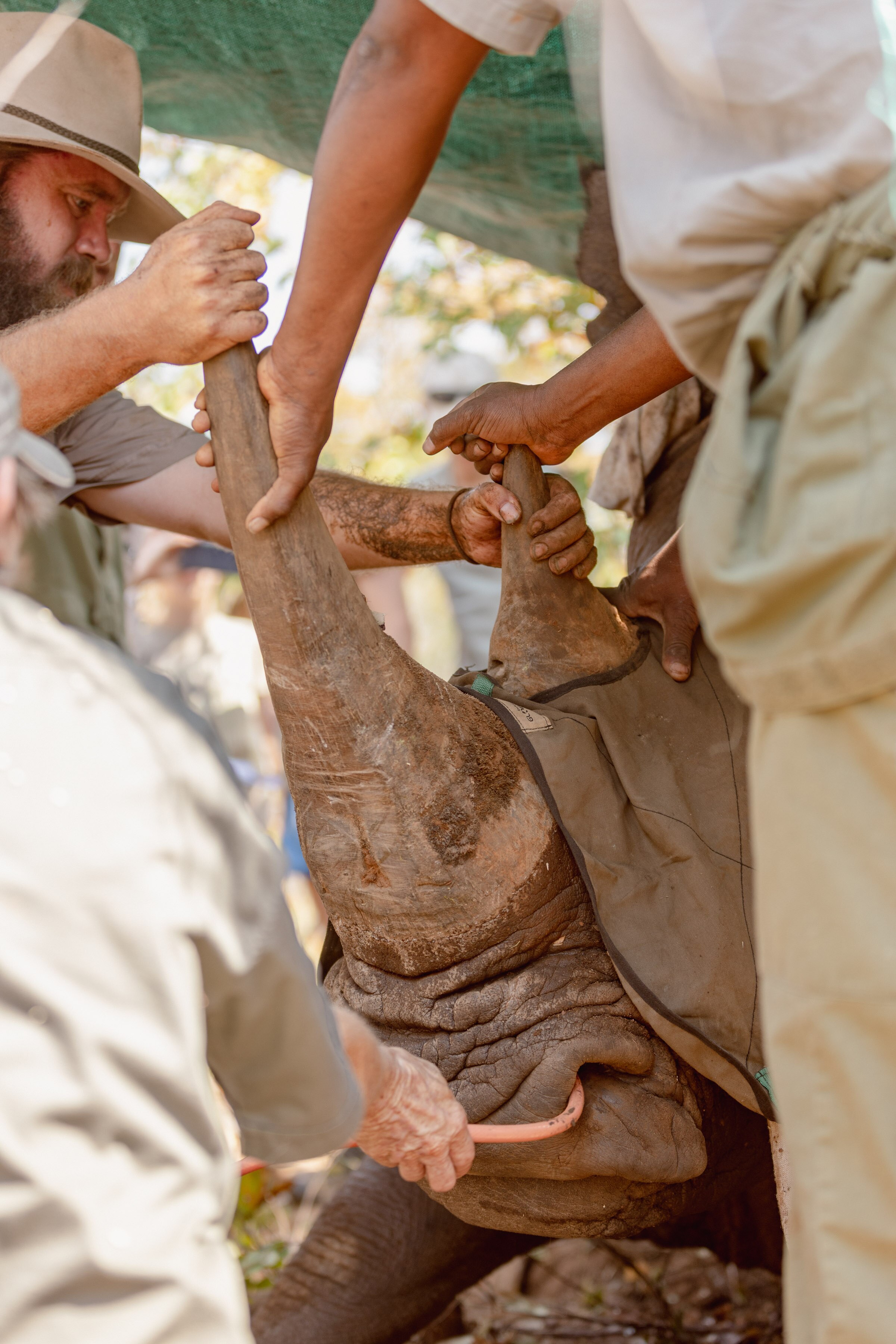 The wildlife sanctuary bringing rhinos back from the brink - ABC News