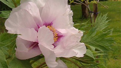 Tree Peonies - Gardening Australia