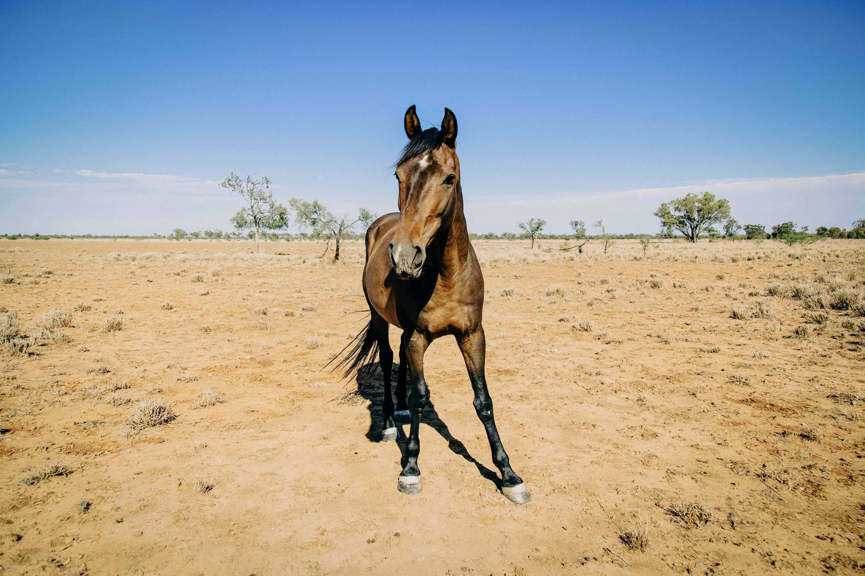 Queensland farmers told to expect 'tough times' as drought conditions ...