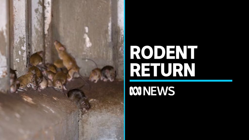 Fears of mice infestations as damaged crops plague NSW - ABC News