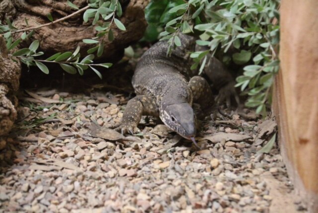 Goanna watch mounted as species under threat in Mount Lofty Ranges, SA ...