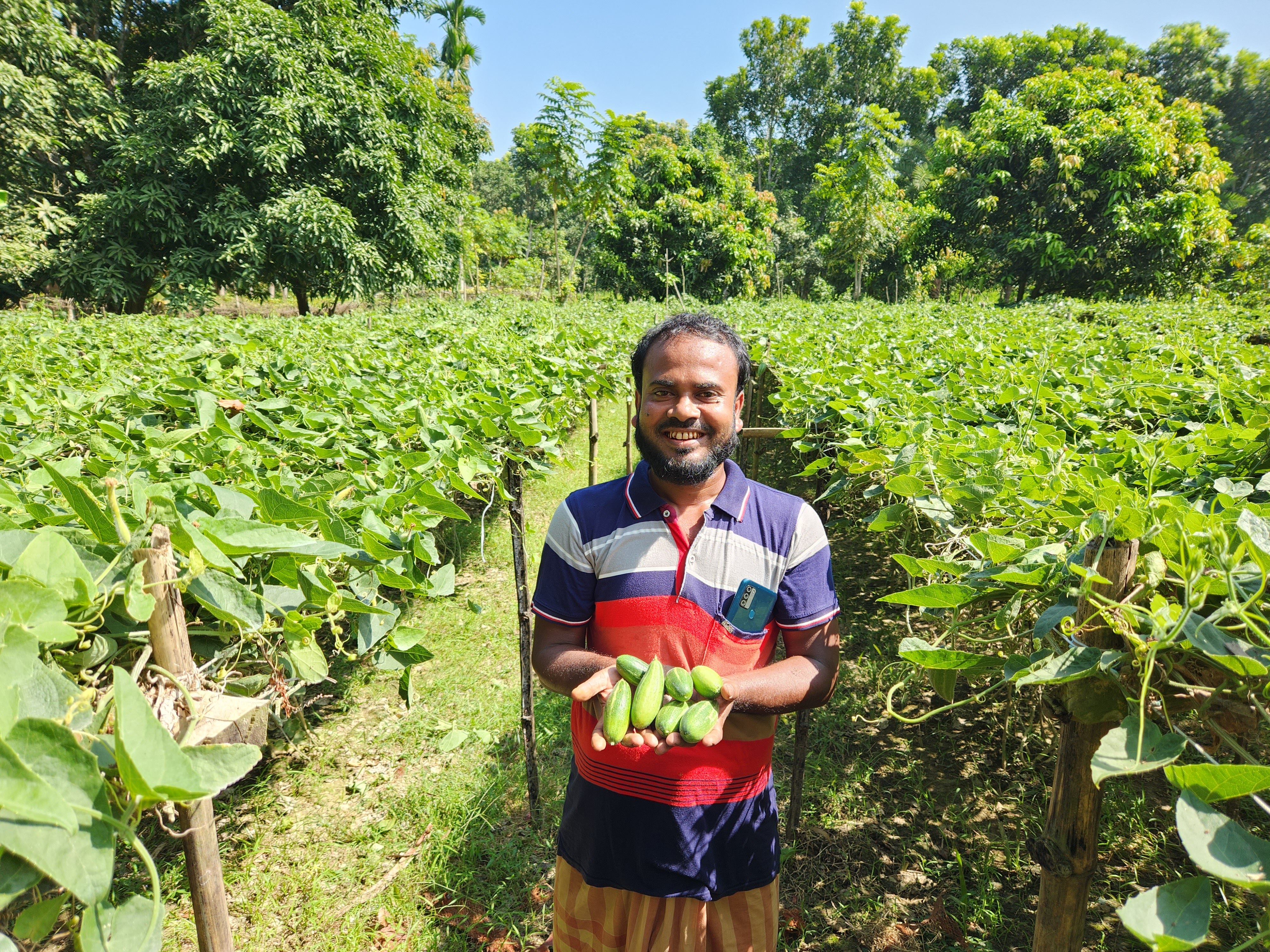 As groundwater dries up and rainfall becomes scarce, rice farmers in ...