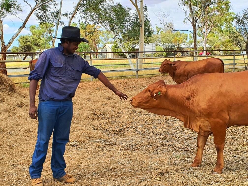 Indigenous workforce in beef industry nearly halves over short period ...