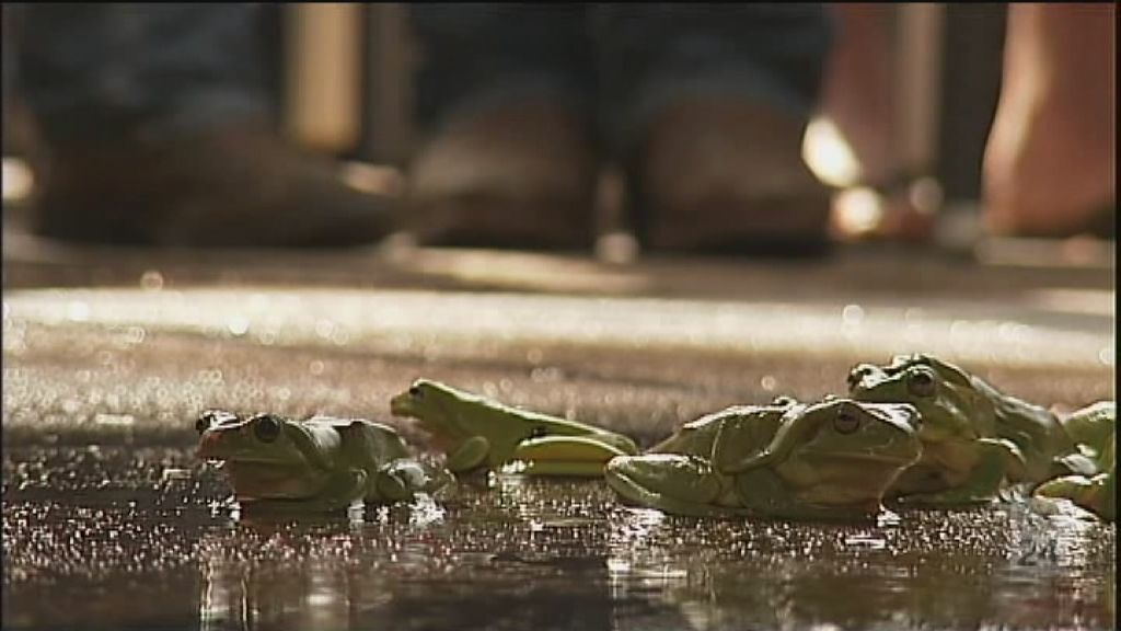 Noonamah pub raises thousands for charity in annual frog races - ABC News
