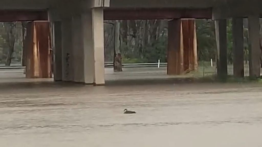 Flood waters under a bridge at Echuca - ABC News