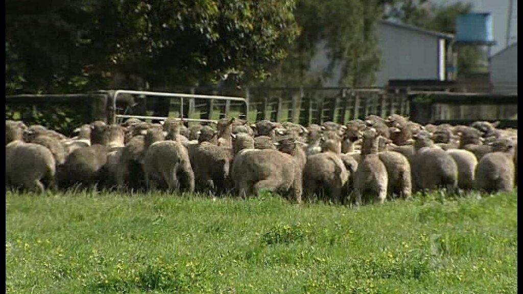 Sheep ahoy - ABC News