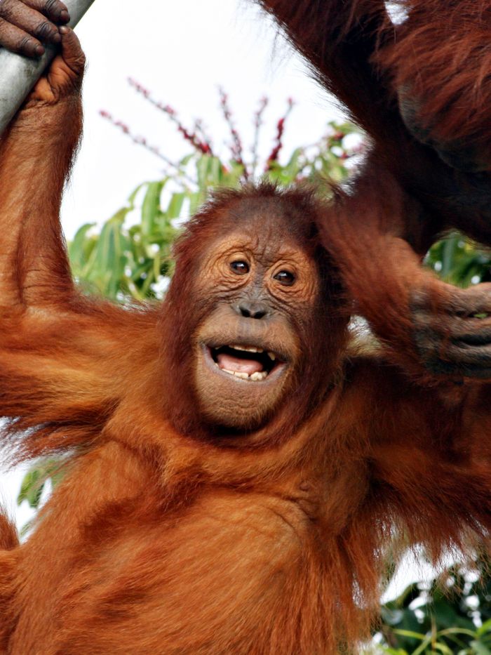 Orangutan Laughing