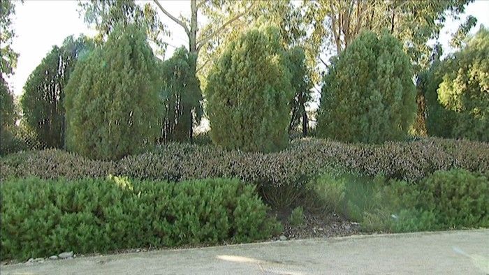 Native Hedges - Gardening Australia