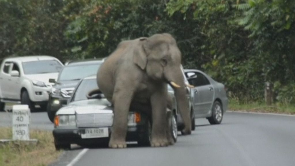 Elephant runs amok in Khao Yai National Park in Thailand, crushing cars ...