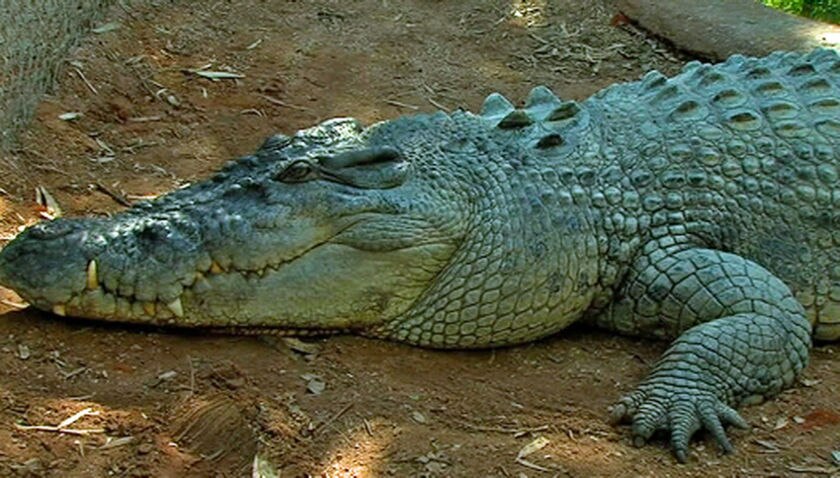 Saltwater crocodile spotted in Lake Argyle - ABC News