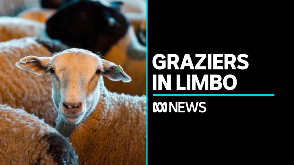 What will happen to the live sheep industry after Labor's election ...