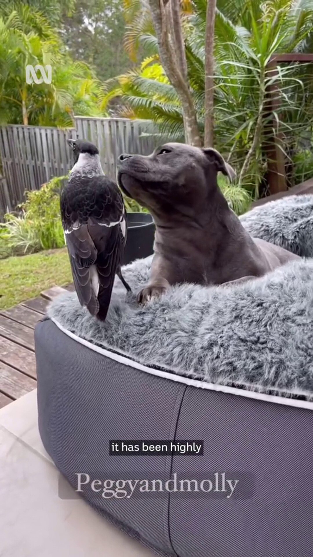 Famous magpie seized by authorities - ABC News