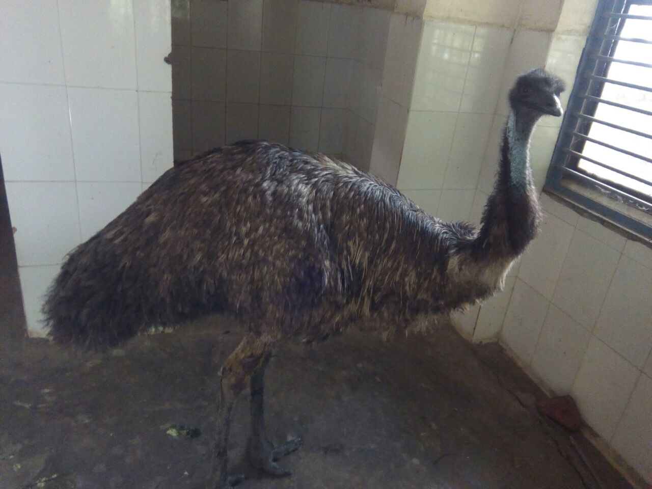 'On the run in Rajasthan': Indian animal refuge perplexed by itinerant ...