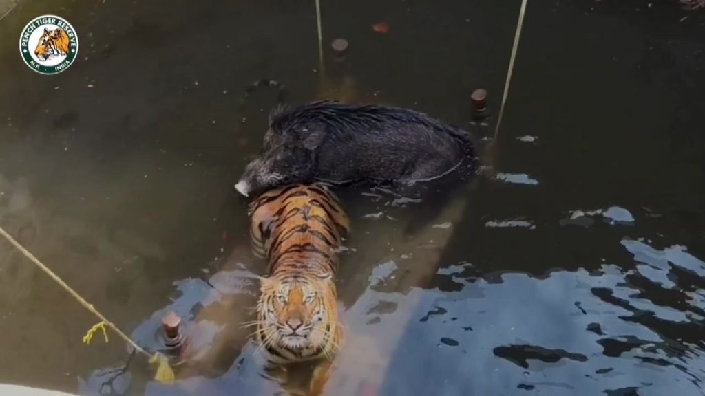 A tiger and a wild boar are rescued from a well in India. - ABC News