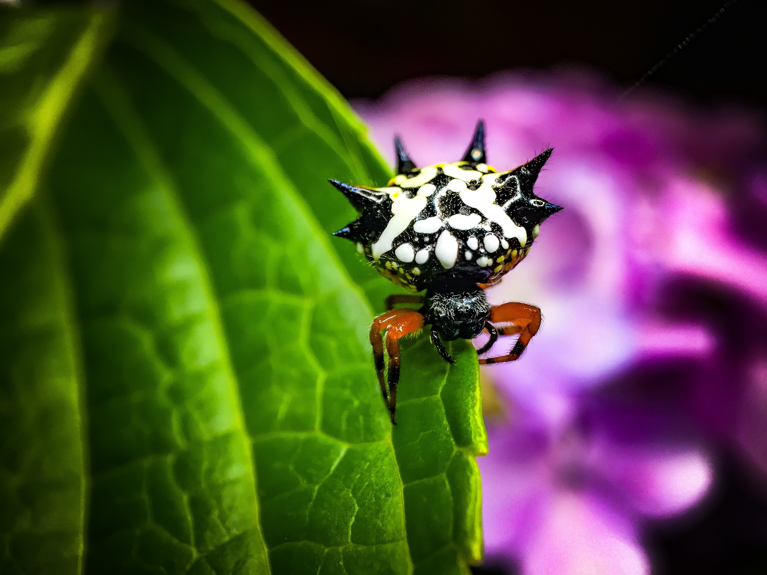 Christmas spiders on the hunt for mates as summer heats up in Western ...