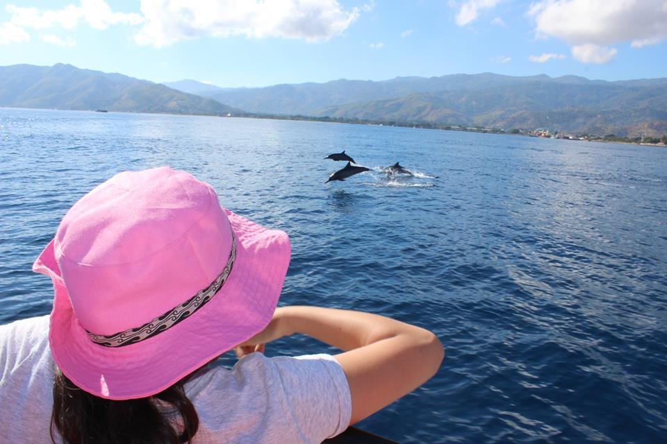 Watching whales and dolphins in East Timor - ABC listen