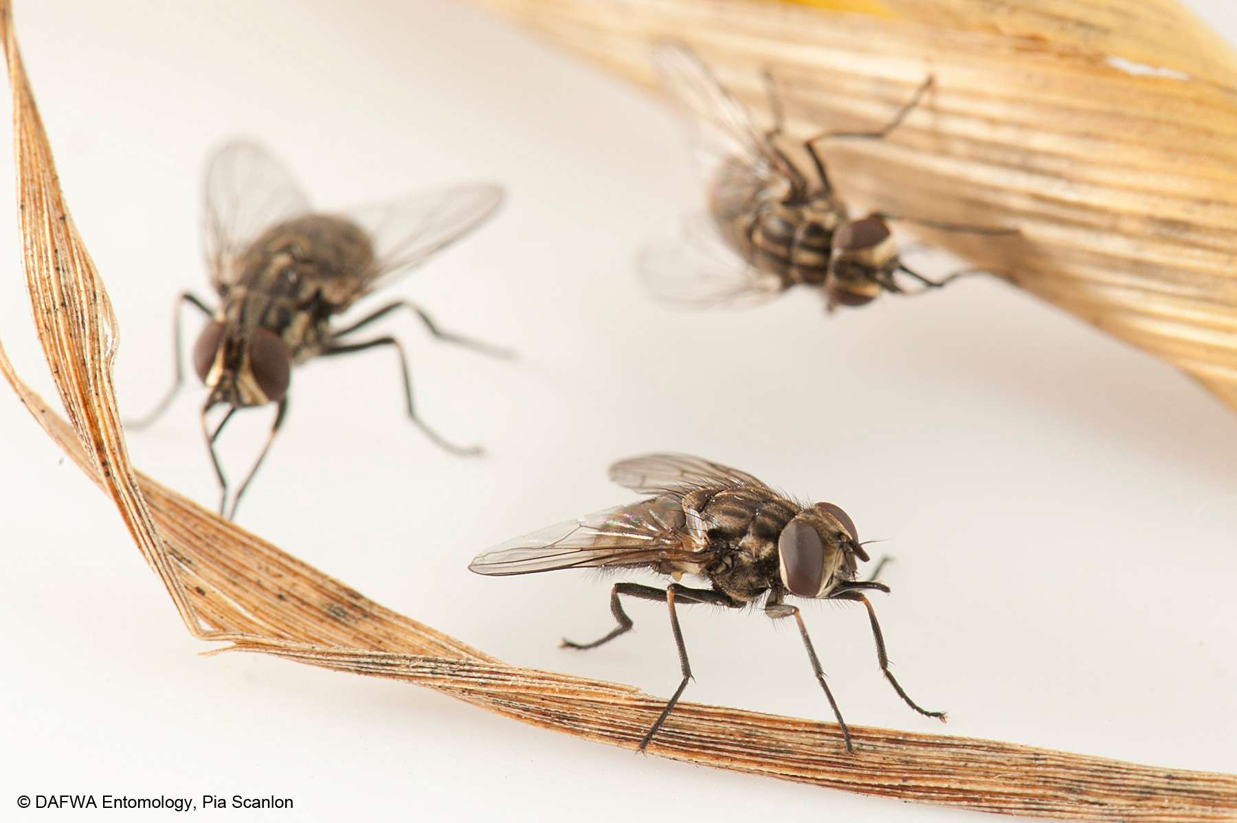 Millions of dollars of livestock productivity lost to stable flies in ...