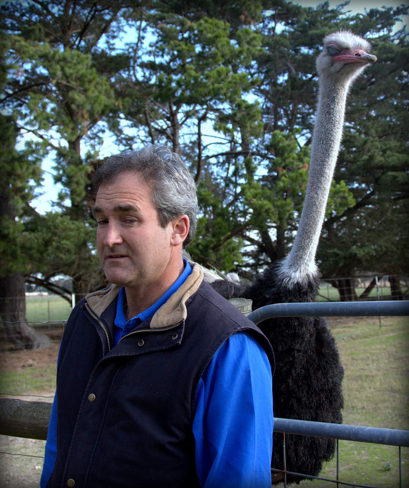 Aussie Ostrich - farmed, then plated - ABC Radio National