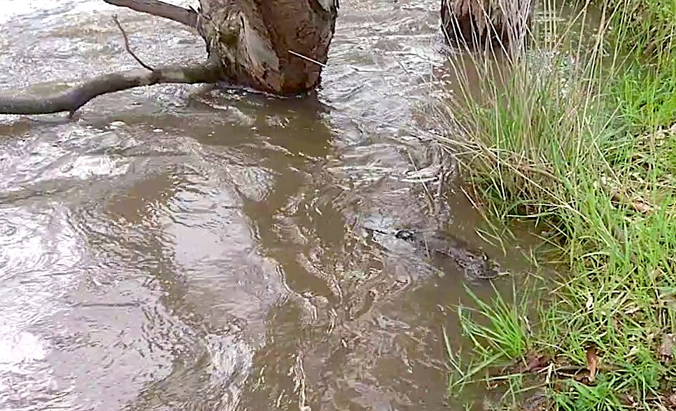 Ecologists buy 1,000-acre blue gum plantation and transform it into ...