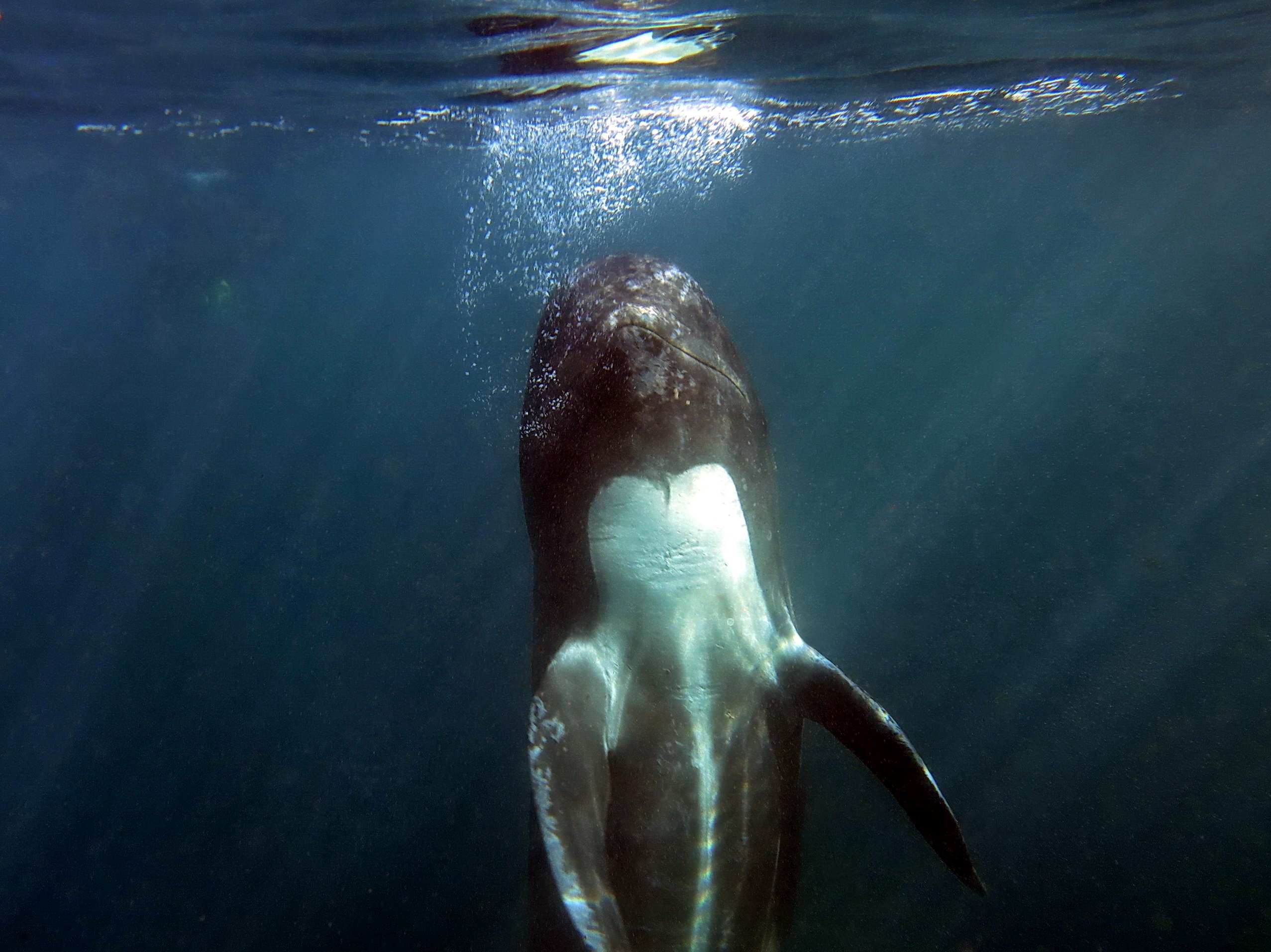 The Grind: Faroe Islands divided over whaling tradition - ABC News