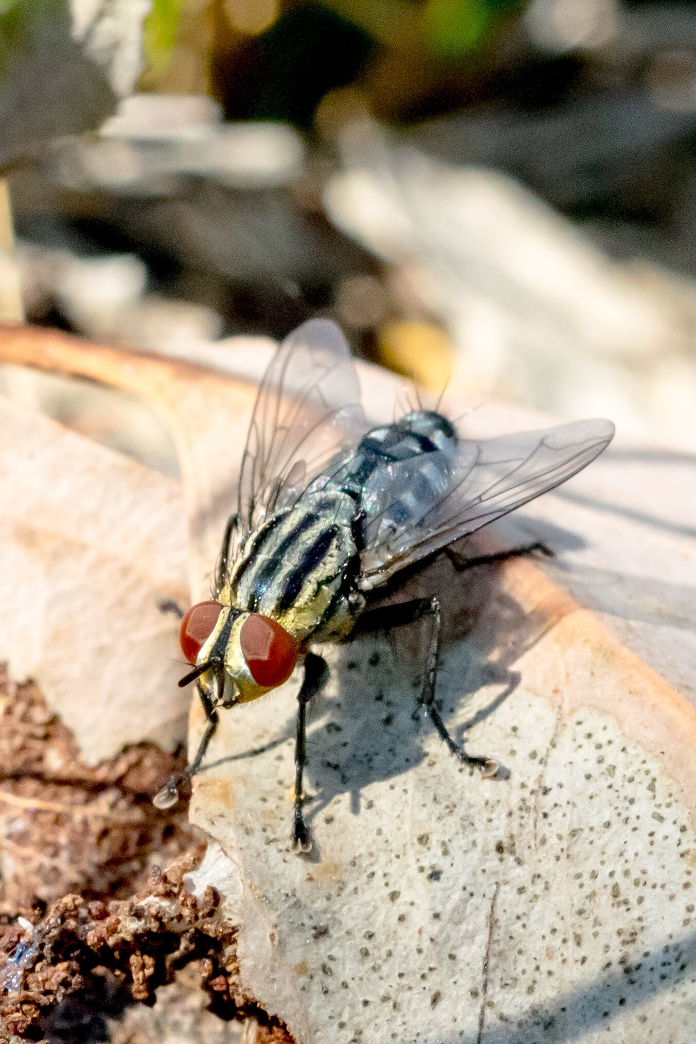 A spotter's guide to Australian flies and their 'great' deeds despite a ...