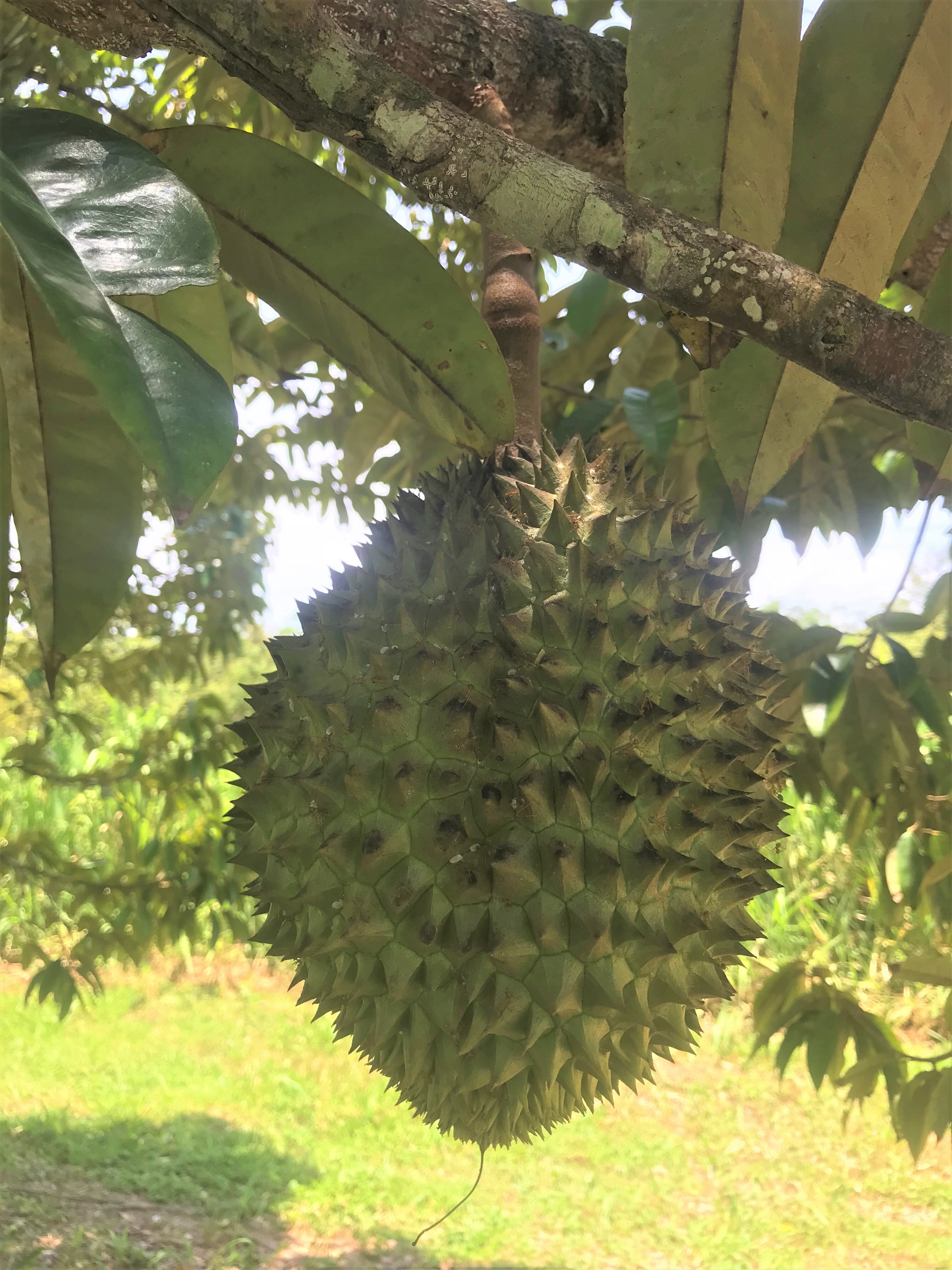 Green ants drive away birds, bugs giving fruit farmers an organic way ...