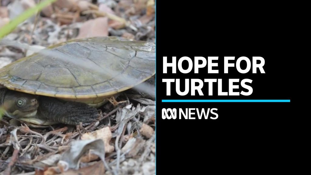 Researchers and volunteers swing into action to save turtle numbers ...