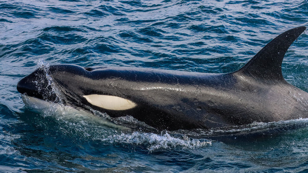 Large pod of killer whales off the NSW Mid North Coast - ABC News