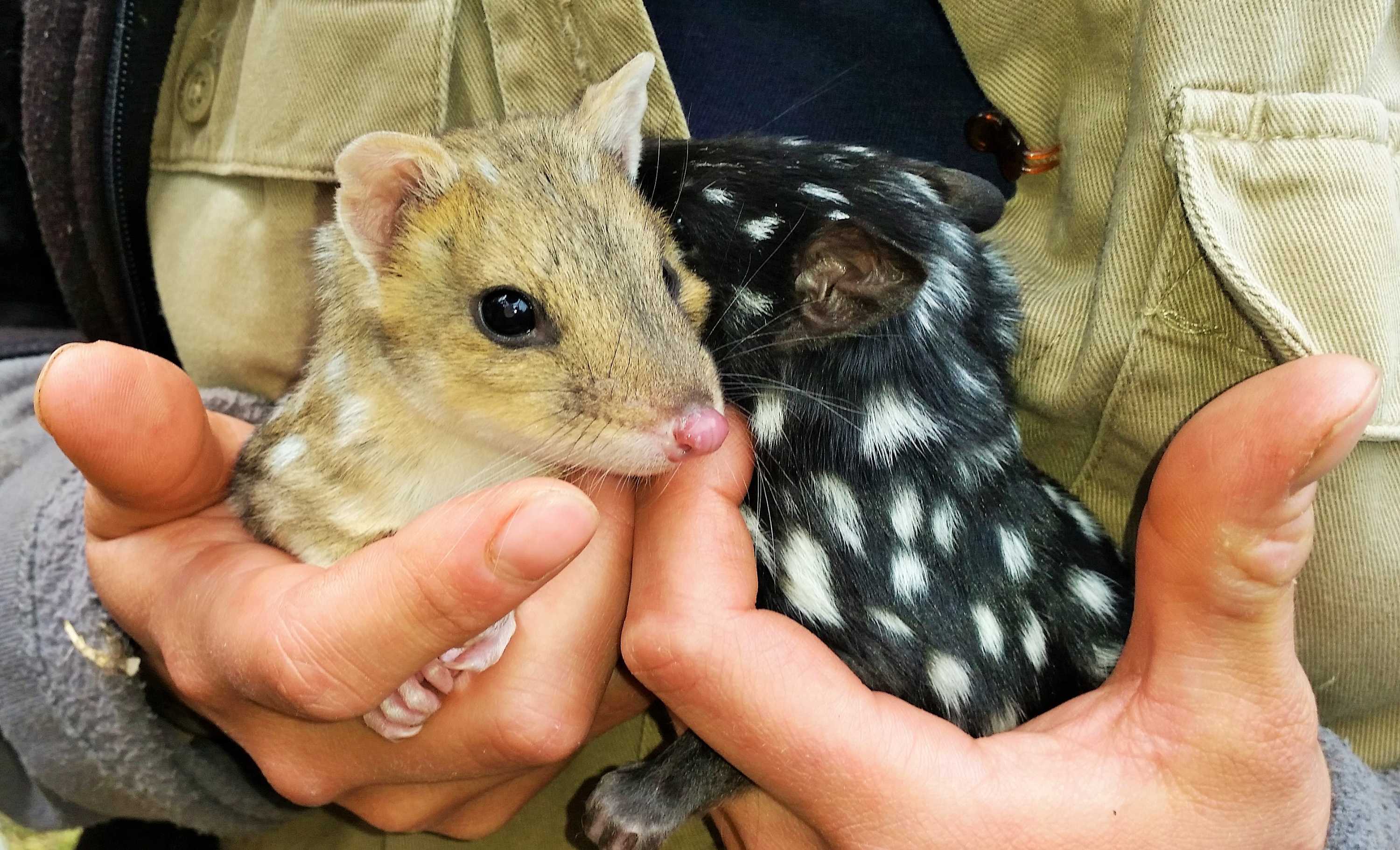 Baby eastern quolls born on Australian mainland in landmark win for ...