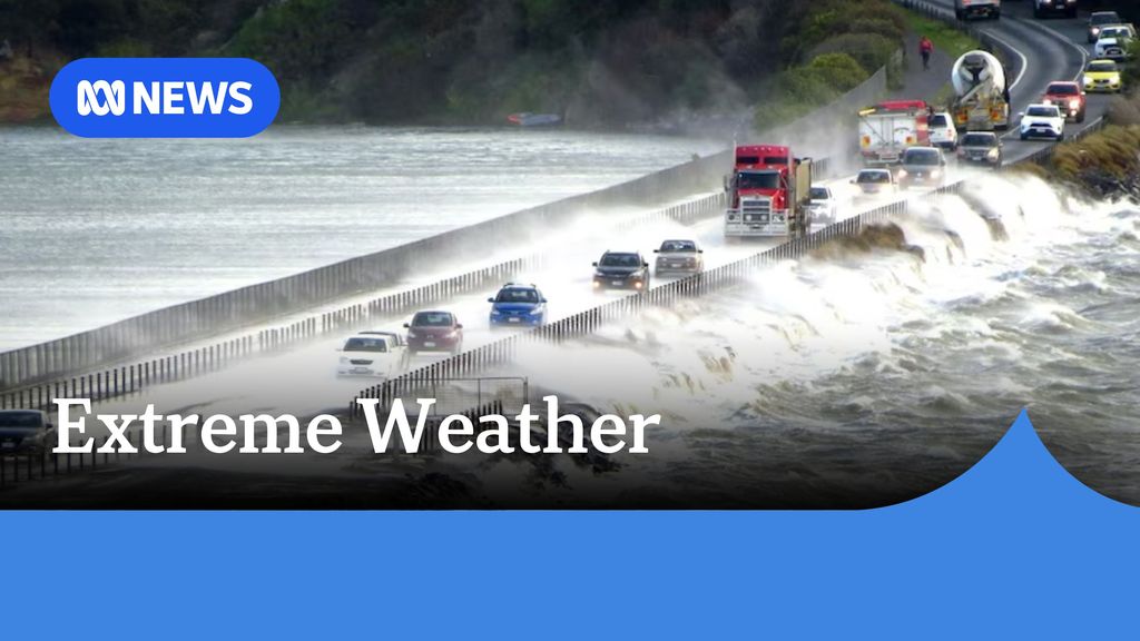 The next generation are also learning how to create dingo safety sticks ...