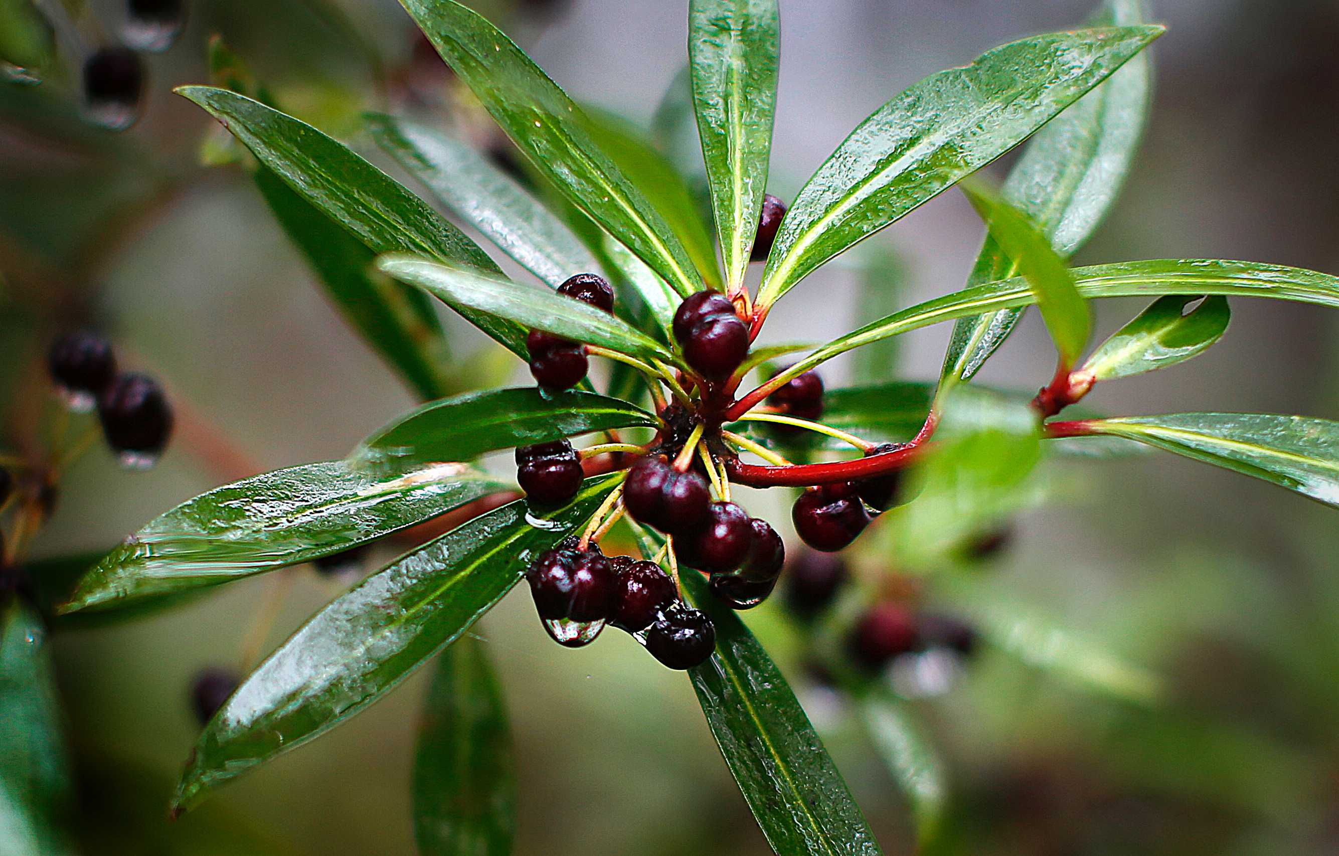 Pair of reporters picking peppers on potential path to prosperity - ABC ...