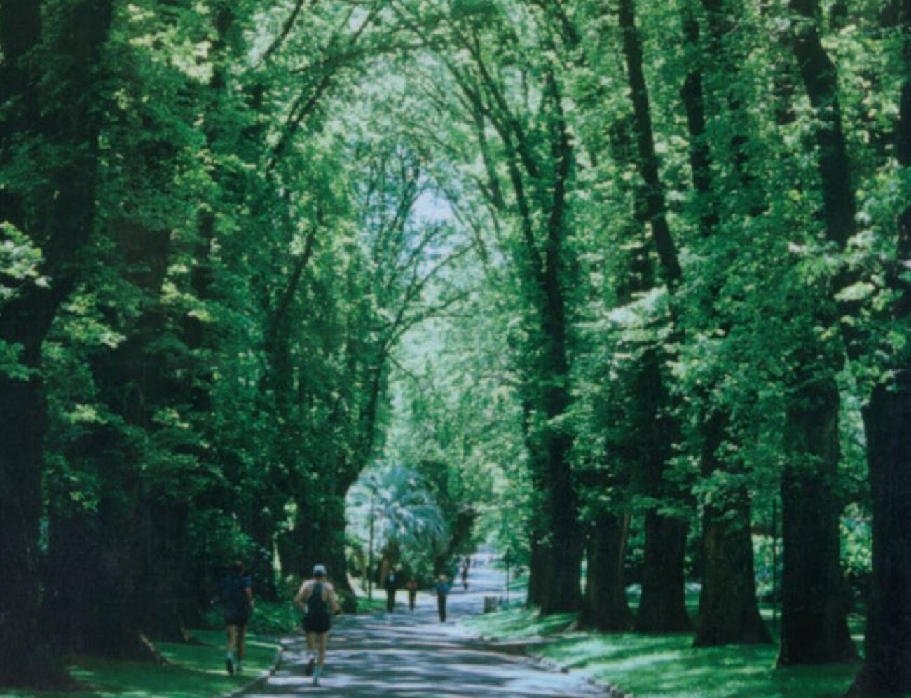 Princes Park falling tree victim Allison Milner remembered as 'humble ...