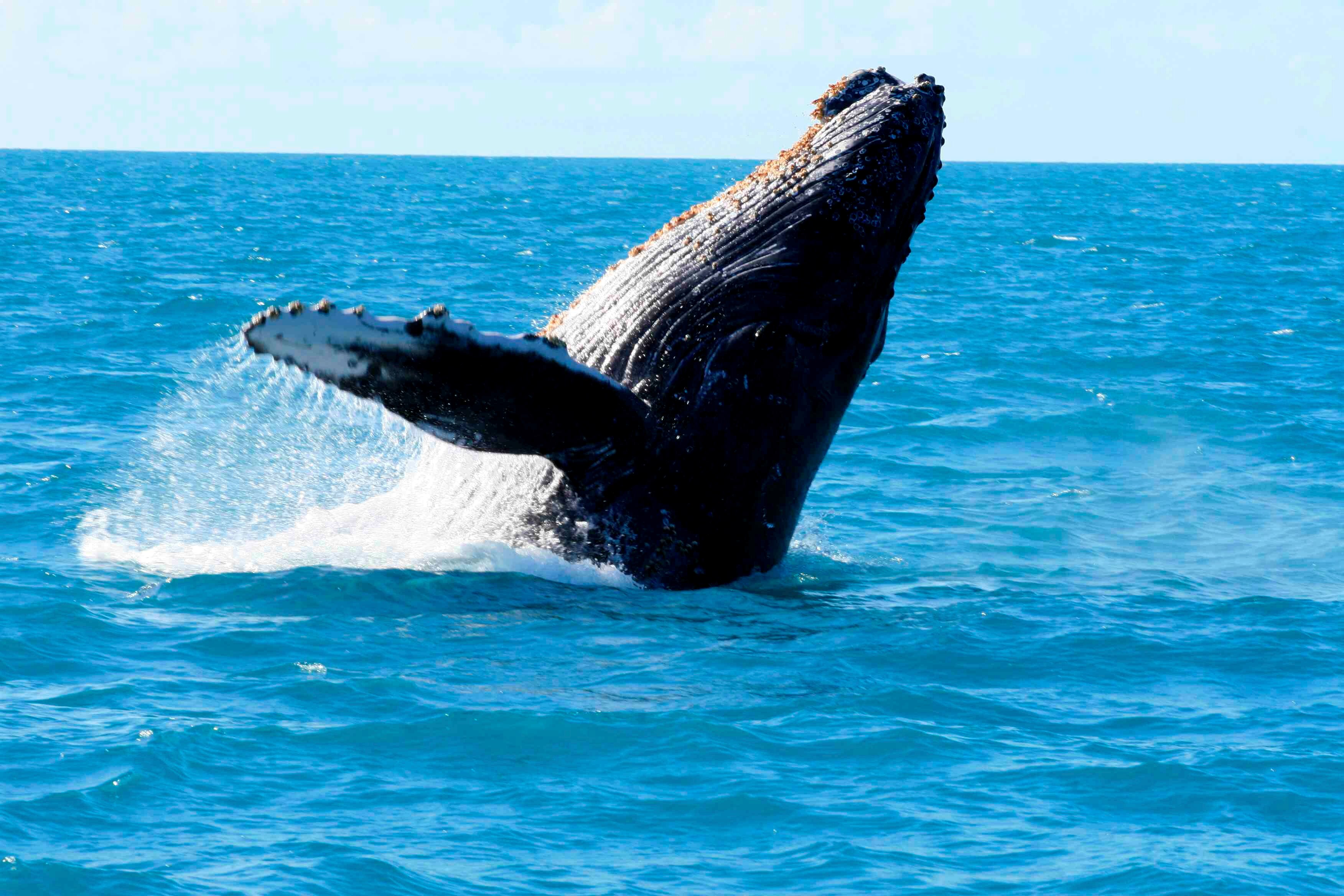 How close are we to speaking whale? - ABC listen