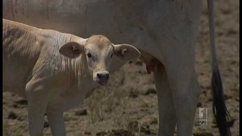 Livestock removal sparks animal welfare concerns - ABC News