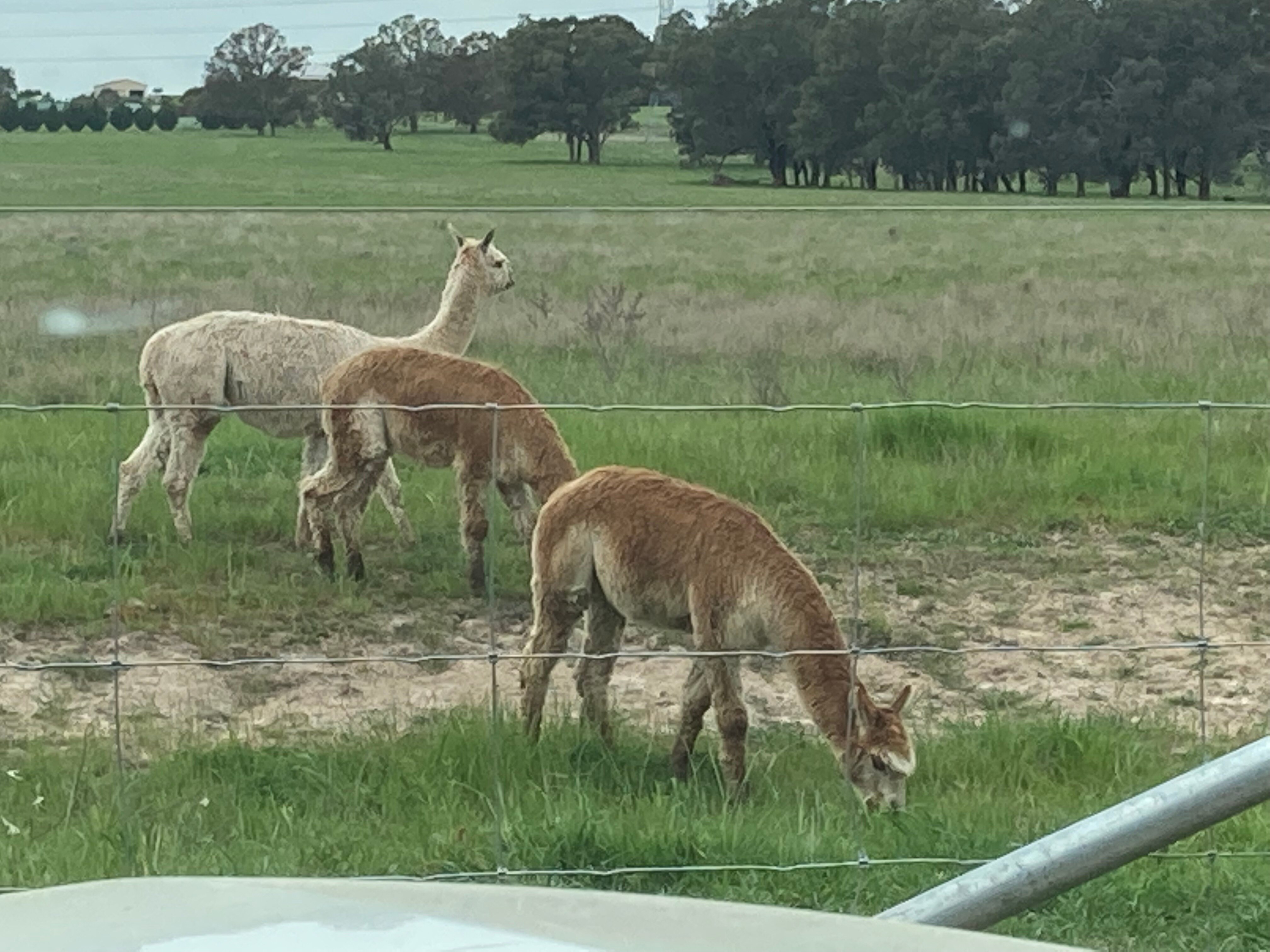 Kurrajong disability community in mourning after Freddy the alpaca ...