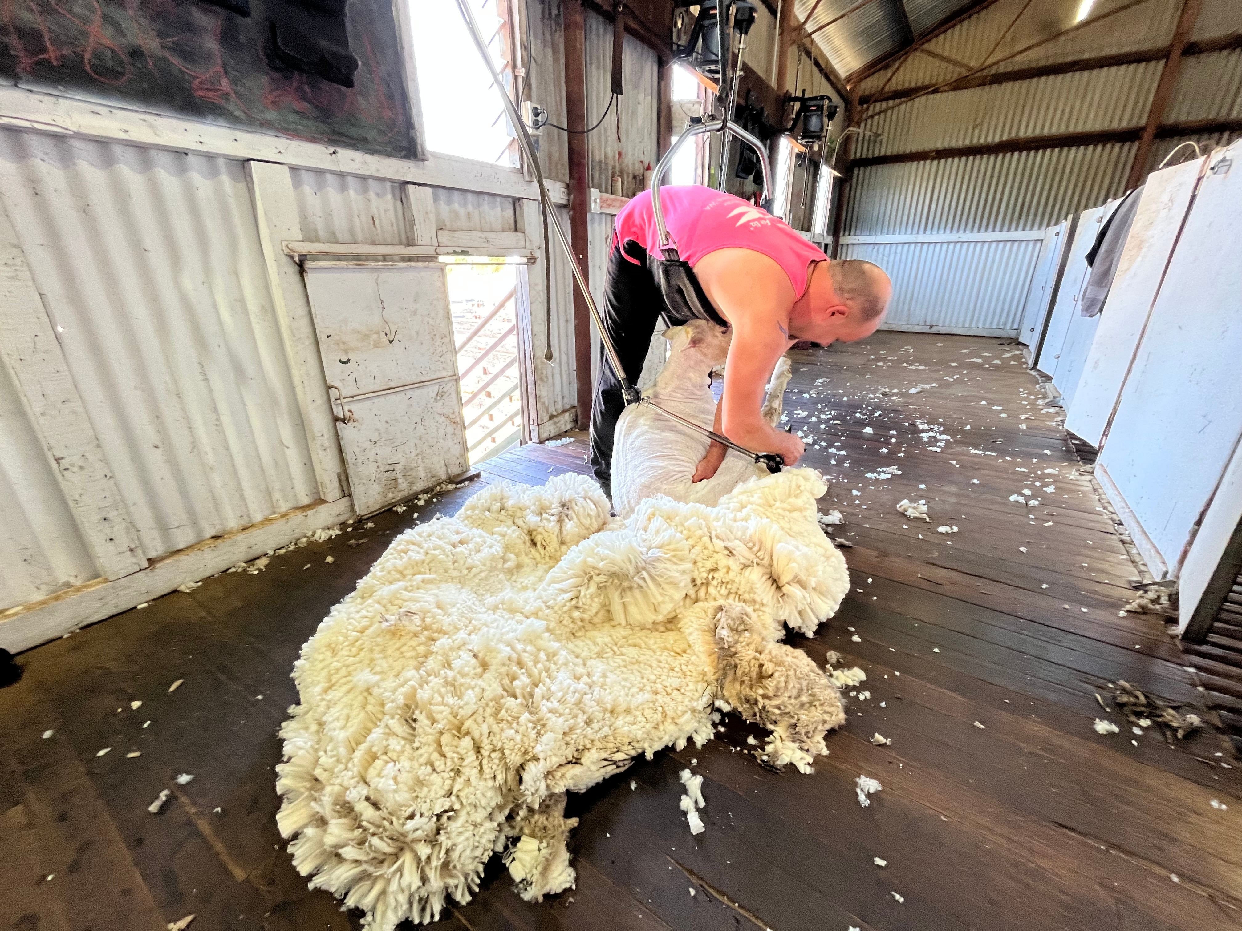 Shearing for Liz fundraiser musters more than $160,000 for breast ...