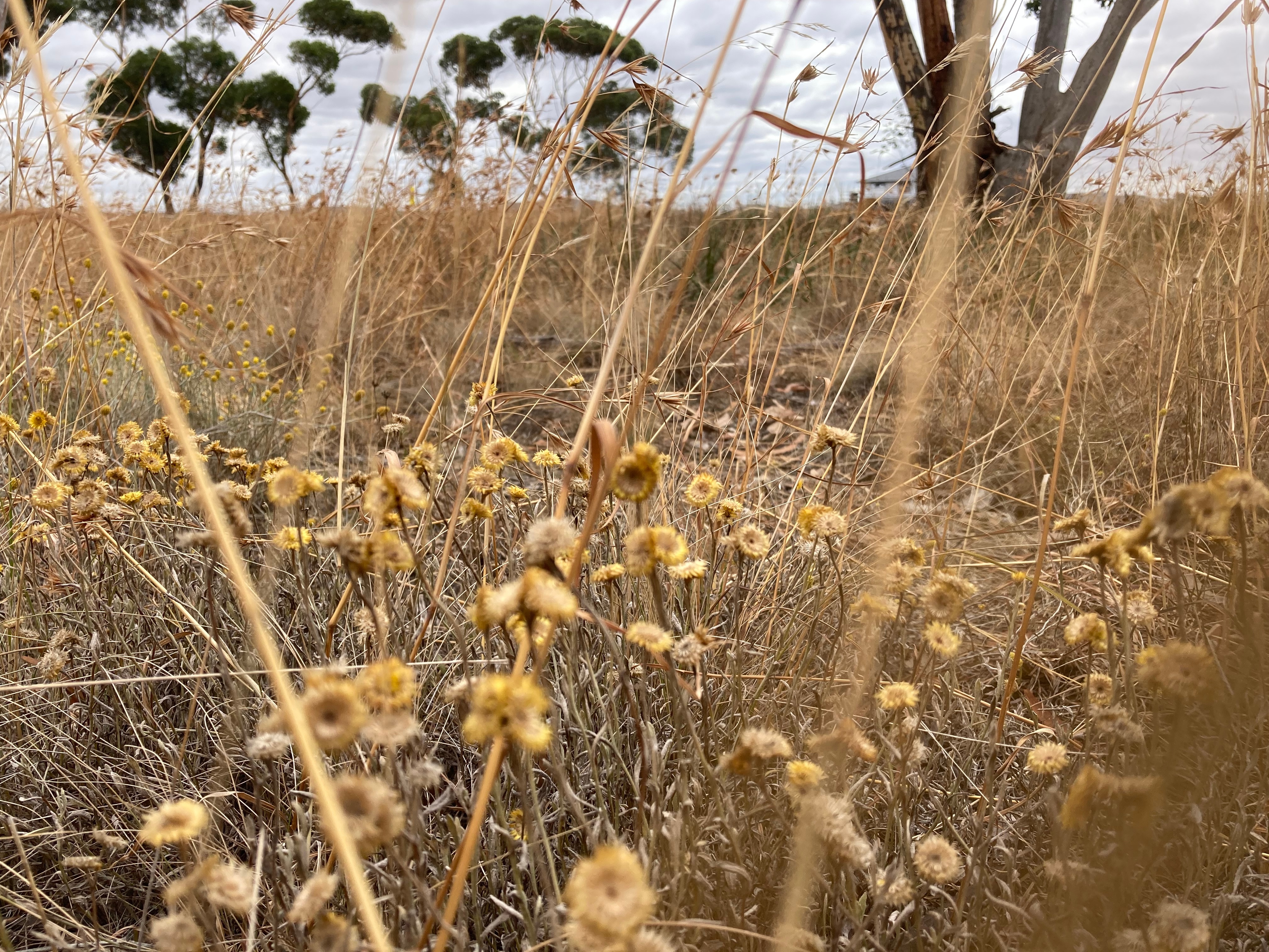 Destruction of endangered native wildflowers sparks fears of extinction ...