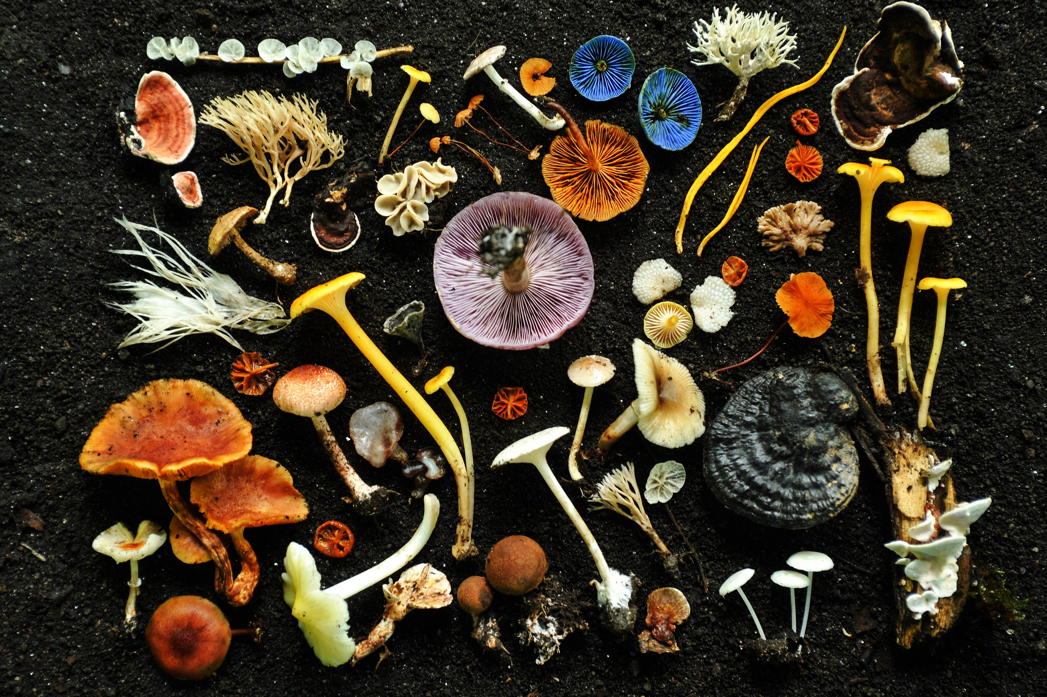 Merlin Sheldrake's Entangled Life — how fungi do things differently ...