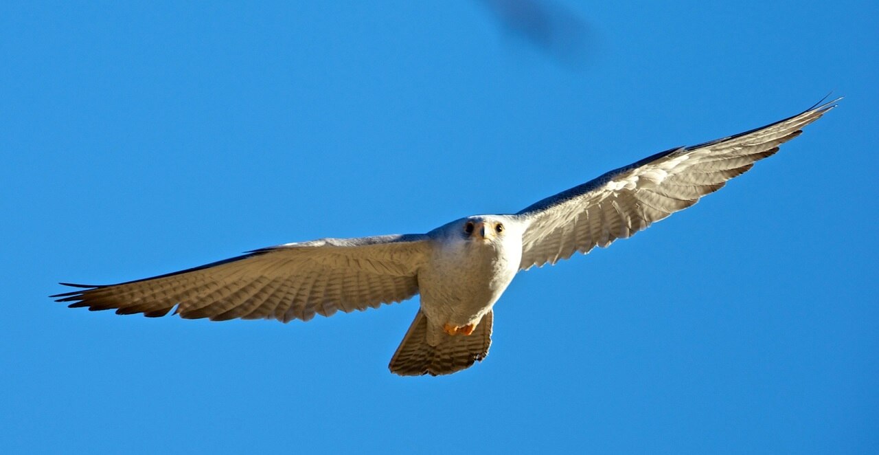 Grazier captures spectacular images of rare grey falcon in outback Qld ...
