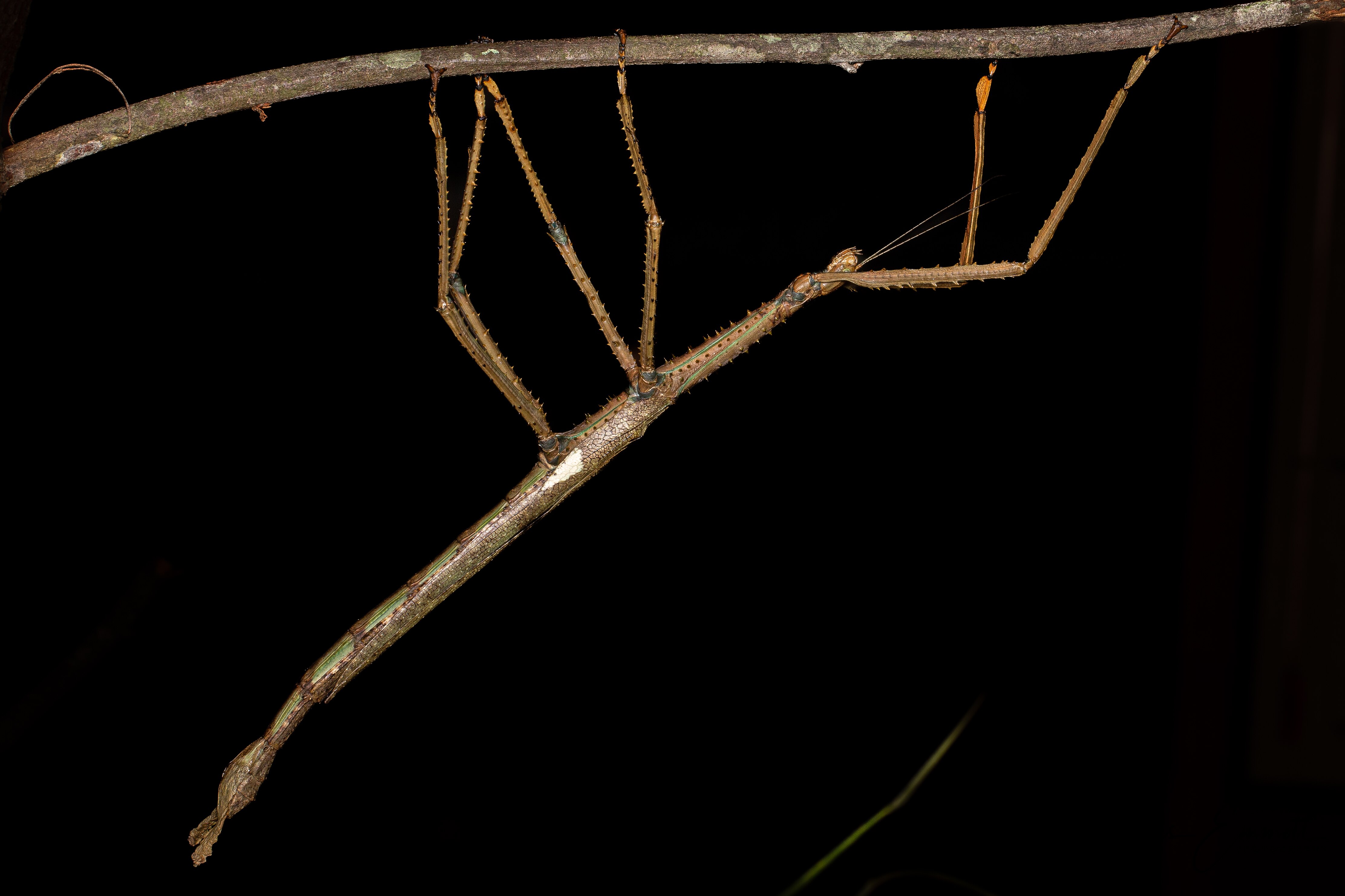 Elusive giant stick insect species discovered in rainforests of Far ...