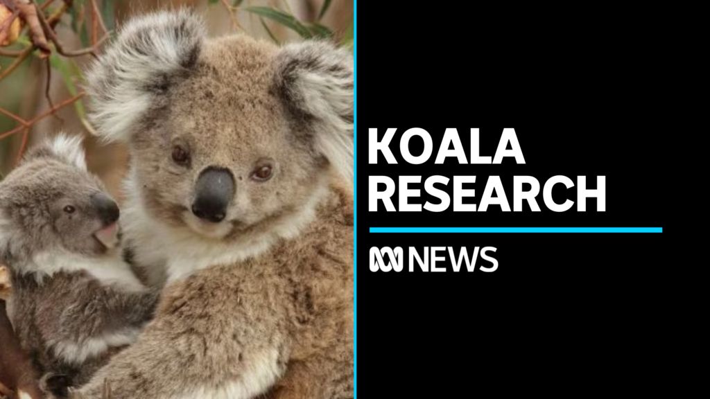Genetic sequences studied for koala retrovirus research - ABC News