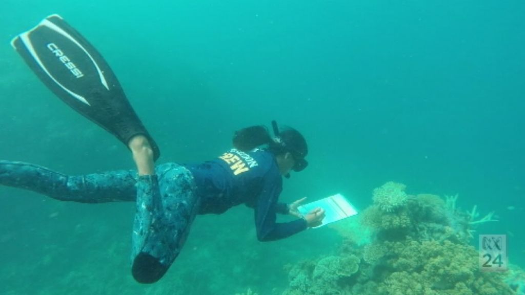 Great Barrier Reef tourism operators helping to combat coral bleaching ...