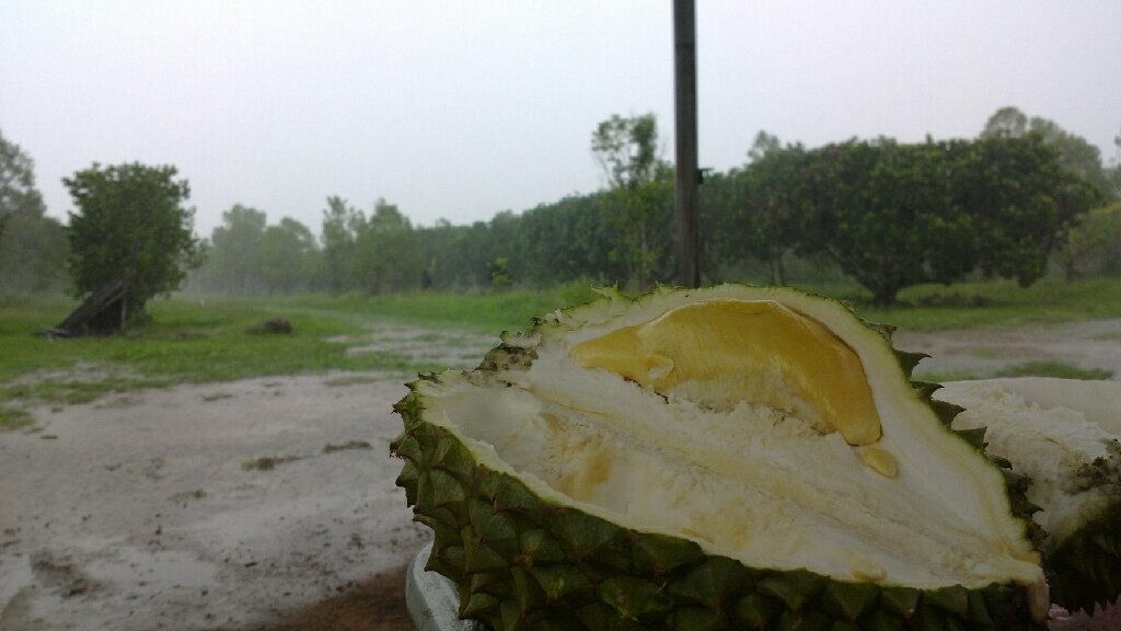 Warm dry season boosts durian production - ABC News