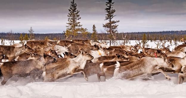 Reindeer at risk of disease as climate change causes increase in tick ...