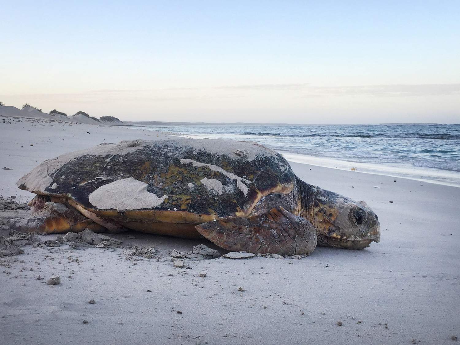 Loggerhead turtles at Gnaraloo enjoy bumper nesting season in boost for ...