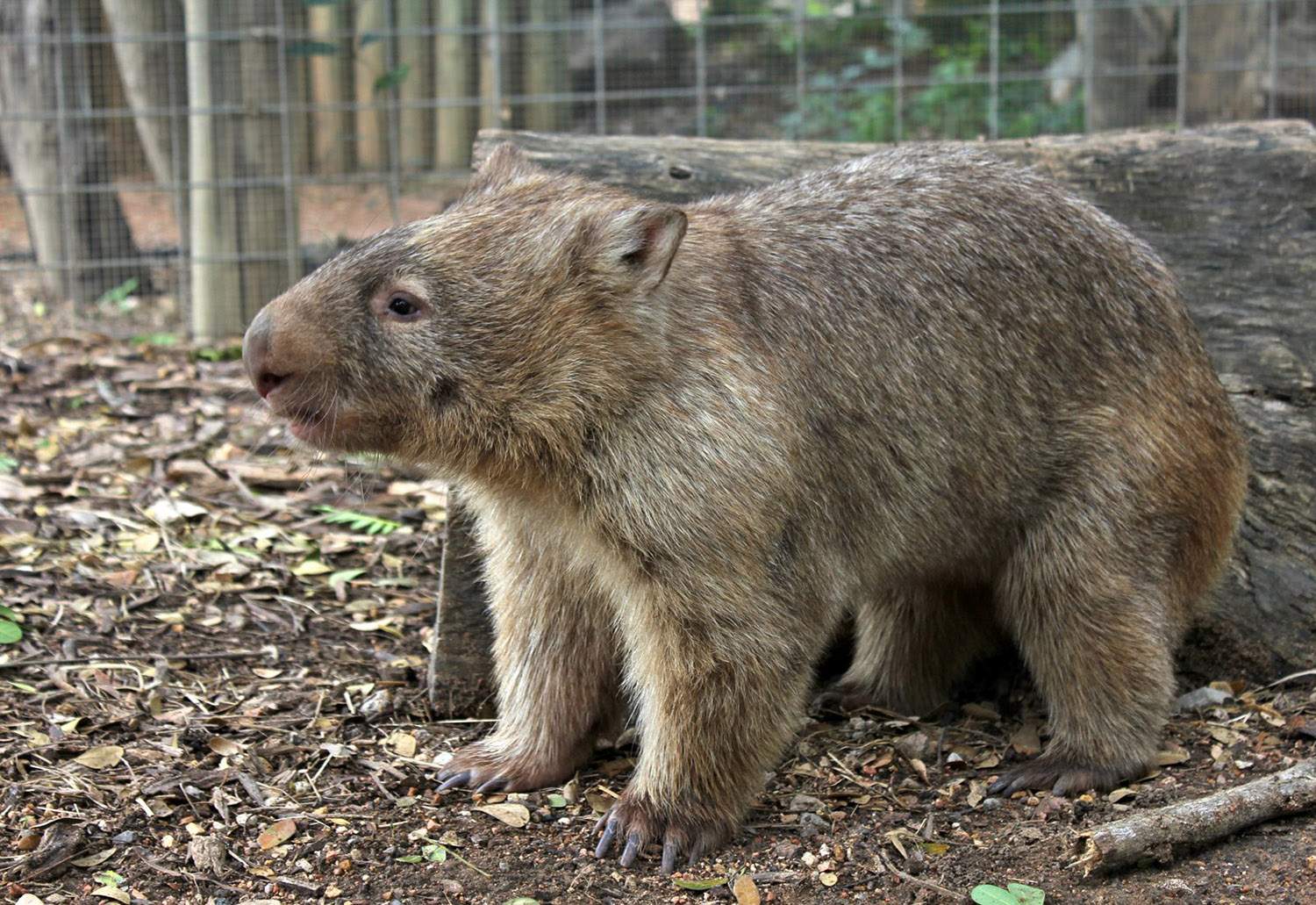 Going infrared in Yass to save the wombat - ABC Canberra