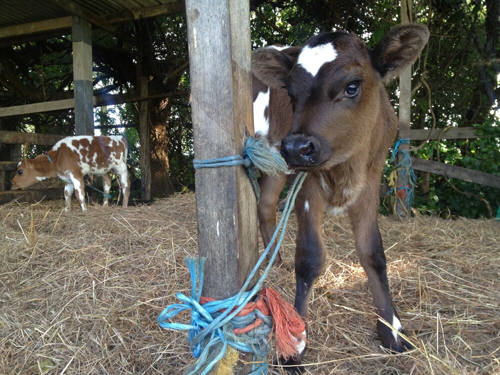 Bobby calf comeback at Casino abattoir with new veal export market on ...
